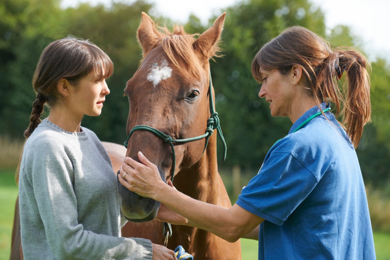 Liver Disease - Field Equine Vets
